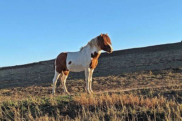 Tall and Mighty Icelandic Stallion