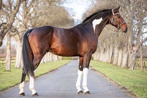 Fabulous pinto stallion at stud, top show jumping bloodline, very correct