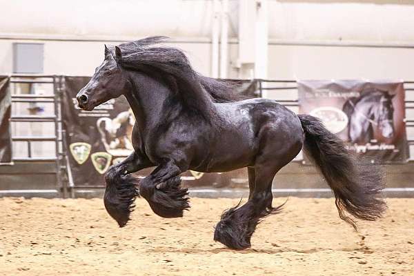 Legendary Homozygous Black Gypsy Vanner Stallion Dungarvan Black Diamond