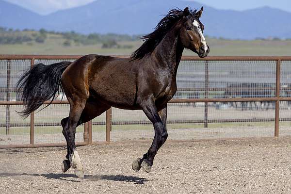Altair - 1/2 Warmblood x 1/2 Thoroughbred Stallion