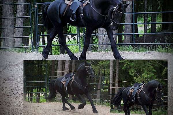 Arabo Friesian Stallion at stud