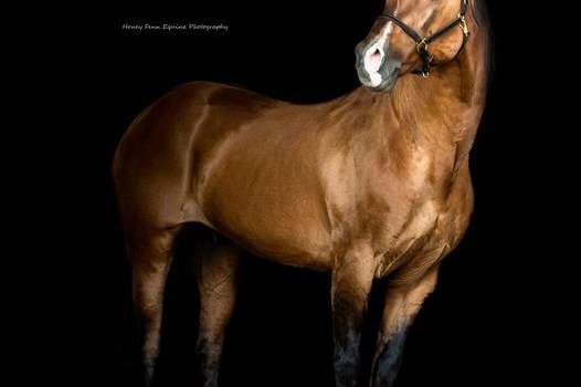 Foundation Quarter Horse Stallion