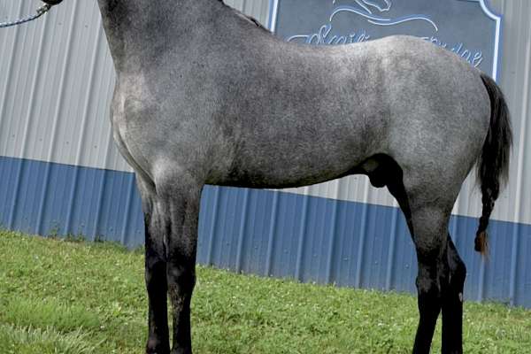 Homozygous Roan/Homozygous Black RMHA Stallion