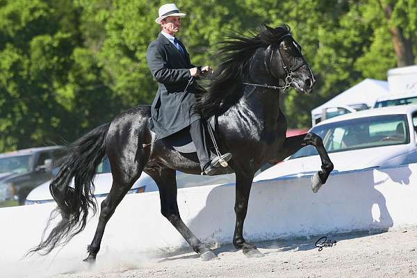 RMHA/Ksmsha Black Stallion