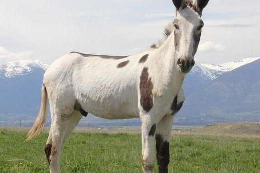 Spotted Jack Standing At Stud