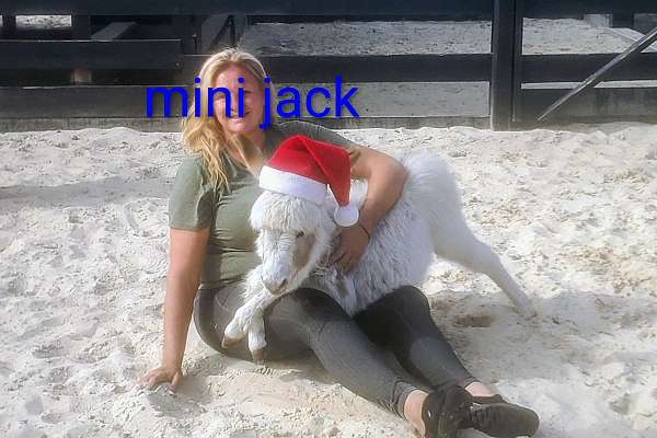 Amazing Handsome Micro Stallion with Horsemanship