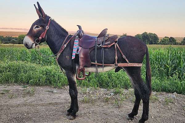 Nasmda Mammoth Jack Donkey for Stud