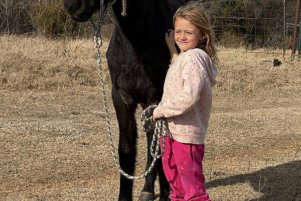 Bay roan 1/4 draft filly by Metallic Cat stud!