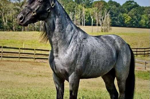 Blue roan stallion