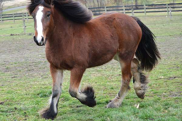 Supreme Bay Gypsy Filly Show Quality Legendary Pedigree Stocky Build Sweet