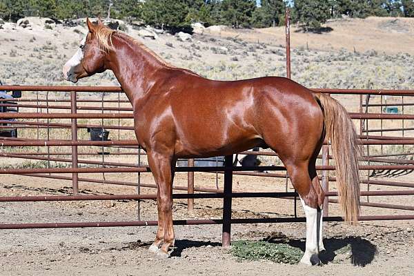 APHA Chesnut Overo Stud by "The Wow Factor"