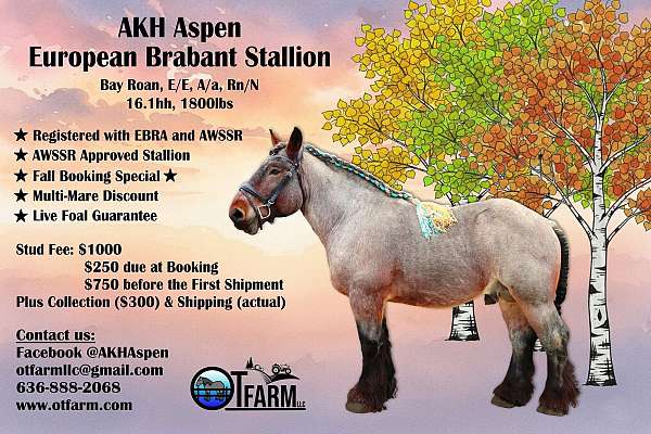 European Brabant Stallion At Stud
