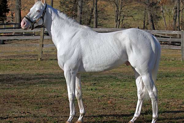 Rare White Thoroughbred Stallion Standing in Ocala