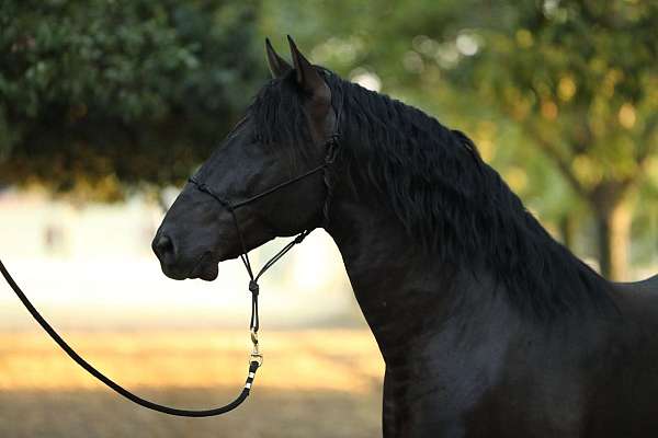 Brilliant Imported P.R.E Stallion standing in TX