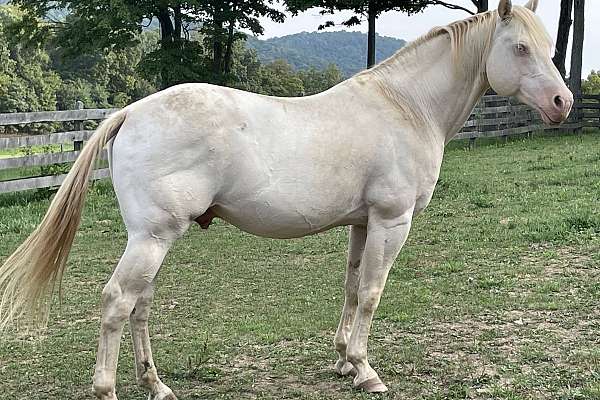 Lucky Stars Final Spark perlino stud