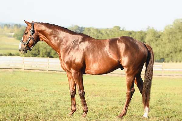 Westfalen Lifetime approved thoroughbred stallion