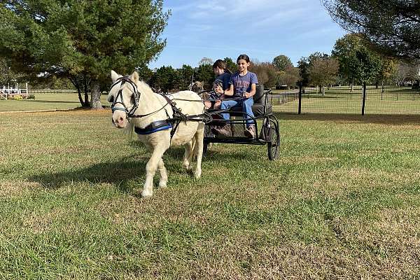 Cremello Pony / Miniature Stallion at Stud