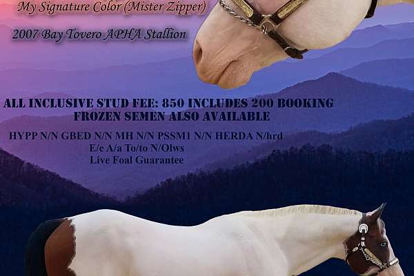 Sensational Moves - Bay Tovero Stallion