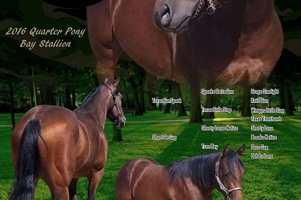 Shortys Gotta Nu Gun - Bay Quarter Pony Stallion