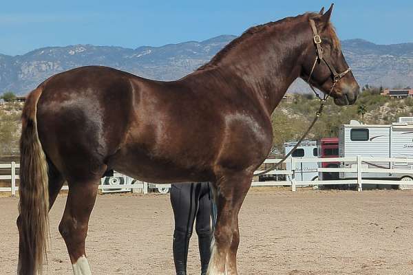 Up and Coming Irish Draught Eventing Stallion
