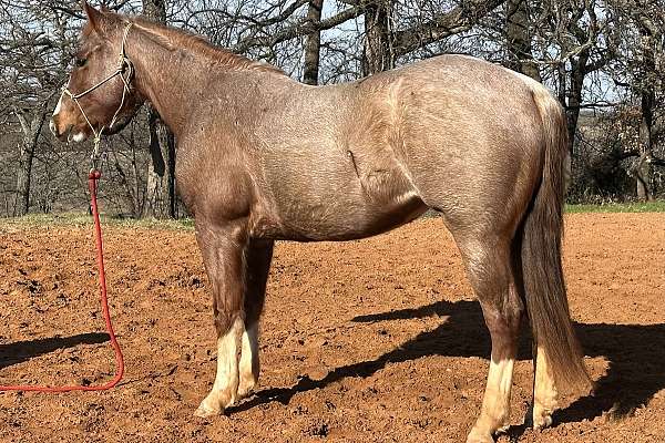 Super flashy 3yr old Red Roan Filly Ready for Any Direction