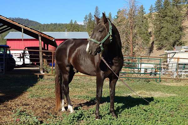 Double Registered RMHA/KMSH Chocolate Stallion