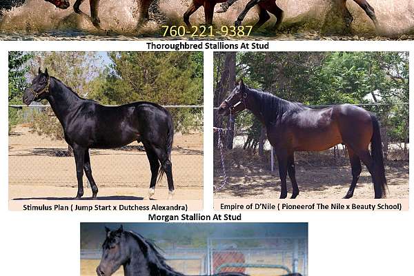 Stallions at Stud in 2025 at Richill Farms