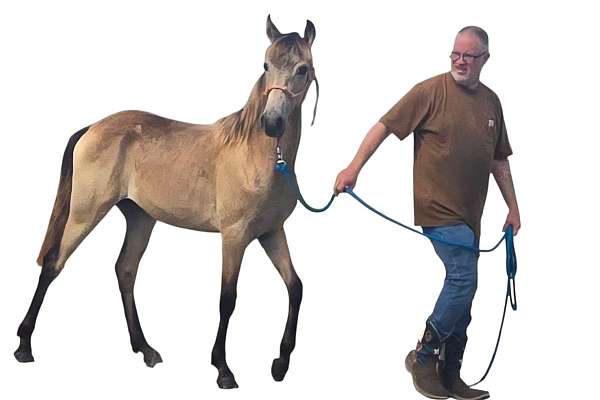 Looking for your next smooth moving, eye catching prospect?