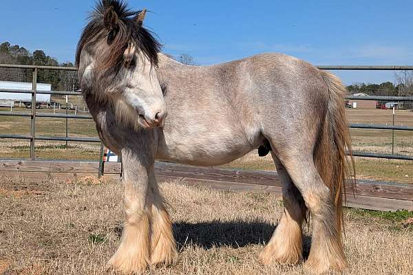 GGV The August Titan at Stud