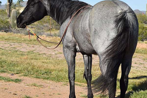 Blue roan stallion standing in eastern Montana for live cover