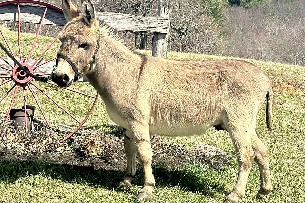 Popcorn - Miniature Jack Donkey