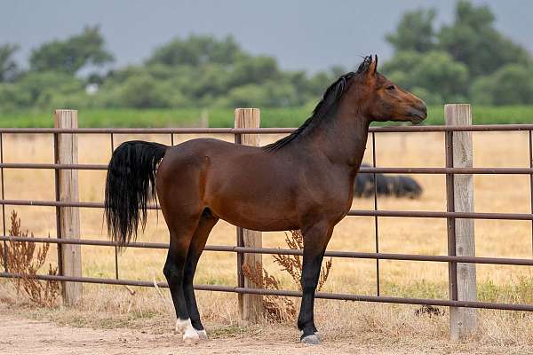 Morgan, Full Lippitt Stallion