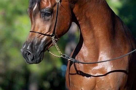 Arabian Stallion At Stud - Outcross Bloodlines!