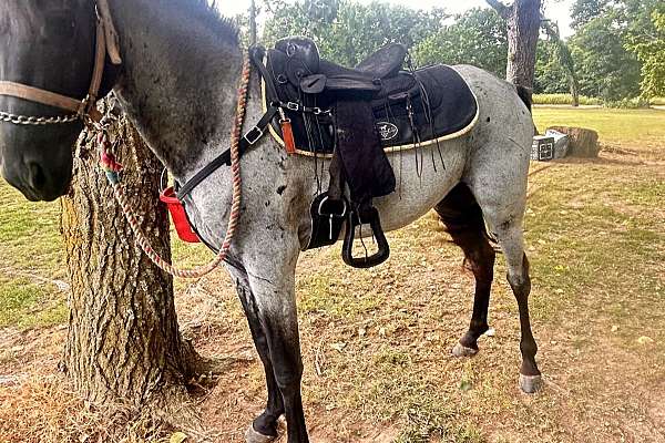 Blue Roan Stallion