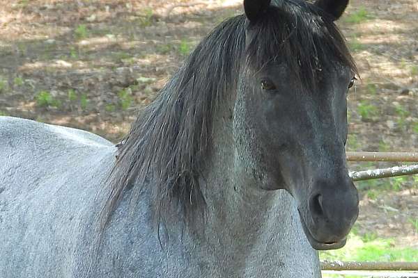 Blue roan stallion. Blue Valentine bred.