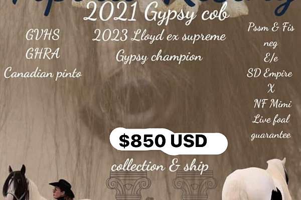 Triple Reg* Apollo Rising