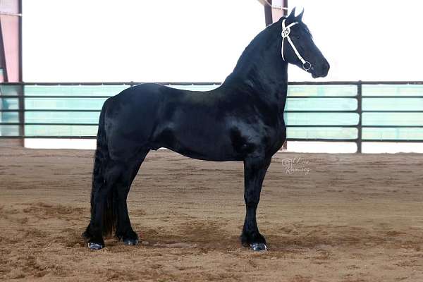 Friesian Stallion at Stud for 2026