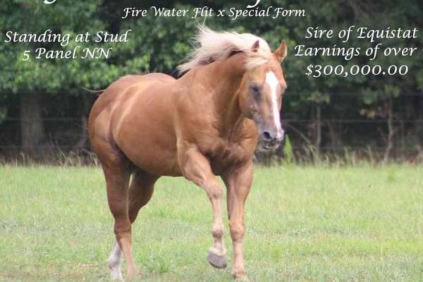 Son of Fire Water Flit. At stud, and possibly For Sale.