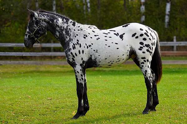 Black Leopard GAP7 - F7 - 100%FPD