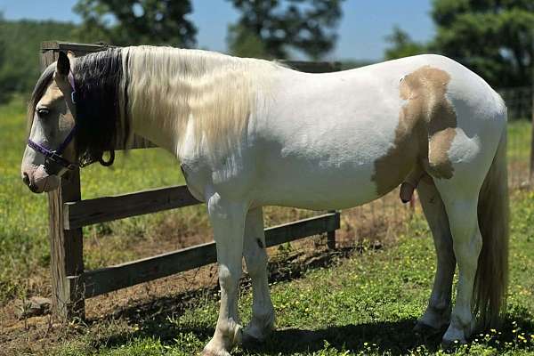 Buckskin Spotted Draft stallion