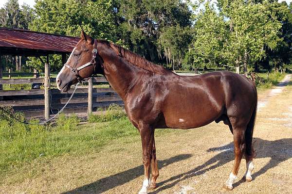 STUD SERVICE - AQHA - STALLION - Two Eyed Jack, San Pep