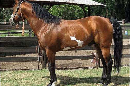 STUD SERVICE! Foundation Bred Stallion!