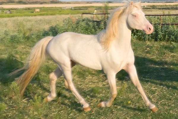 Registered. Perlino. Sires 100% Color! Shipped Semen