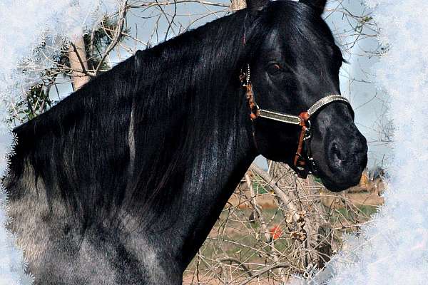 Homozygous blue roan, black , blue roan stallion