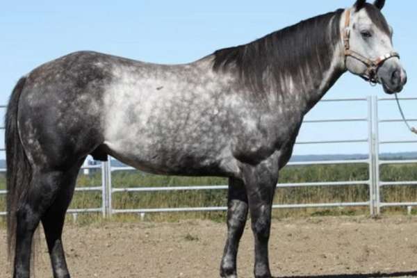 Performance Bred Stud, Champion Blood Lines, Standing at Stud
