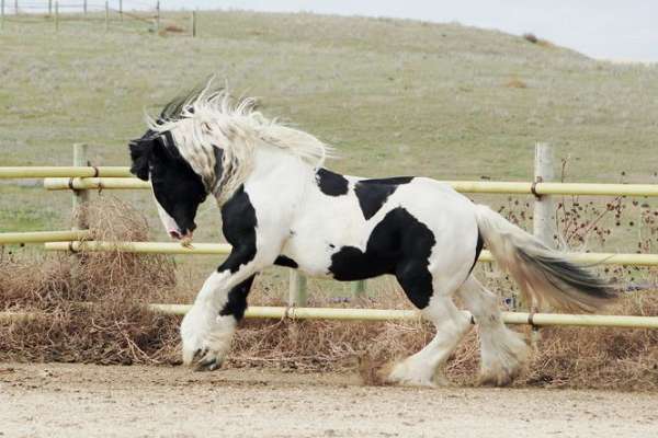 Special - Gypsy Stallion Homozygous Black & Tobiano 15.2h