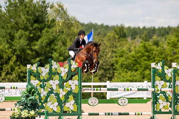 A Stallion Who Produces Modern , Athletic and Intelligent Offspring,