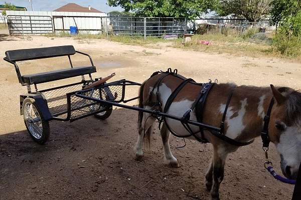 Mini/Pony Cart
