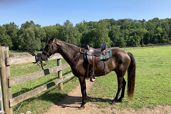 Tucker plantation saddle slightly used with bridle/halter imus bit