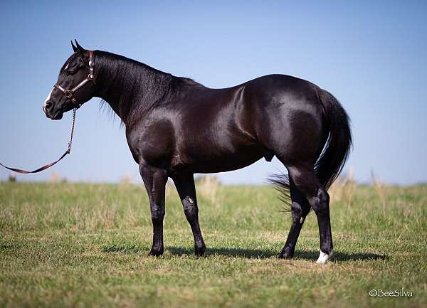 Famous and Shameless, 2016 Black Stallion, Dash Ta Fame X Shawne Bug